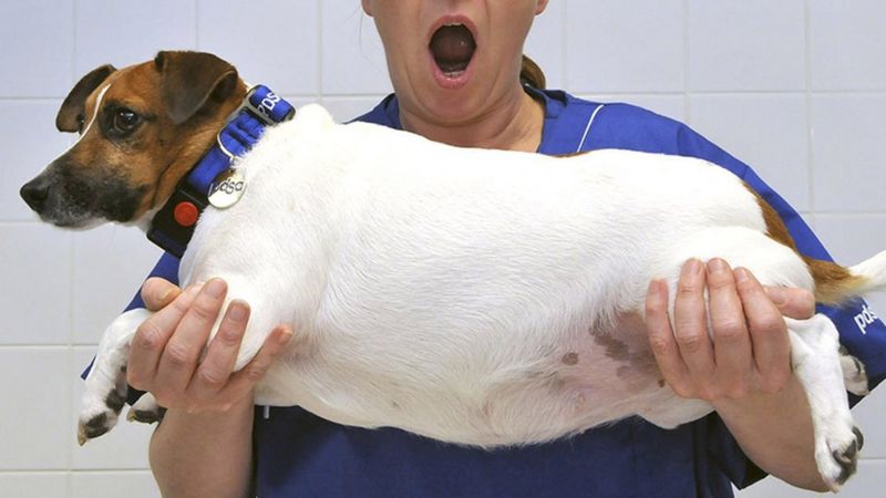 Pictures: Fat pets before and after massive weight loss - BBC Newsround