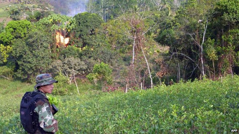A visit to a hidden coca plantation - BBC News