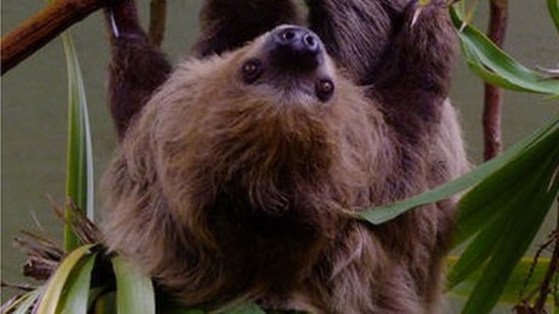 How sloths breathe upside down explained by scientists - BBC News