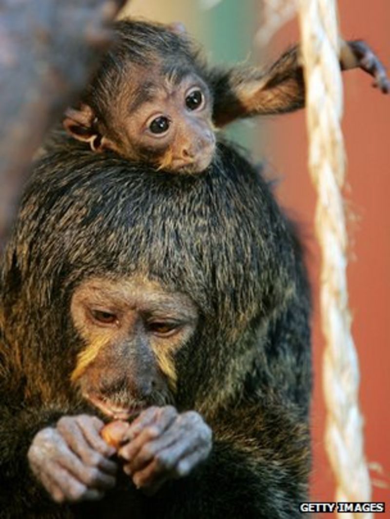 Fruit-mad South American monkeys eat 50 varieties a day - BBC News