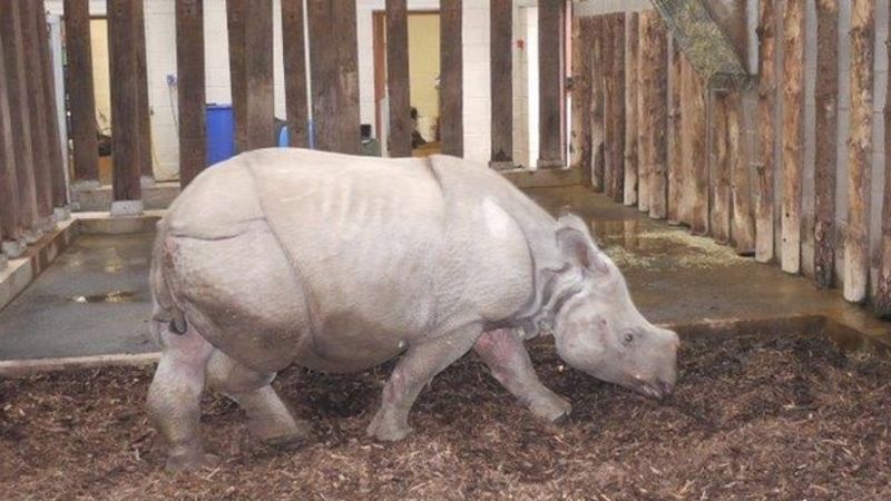 Moving day at the zoo: How do parks transfer their animals? - BBC News