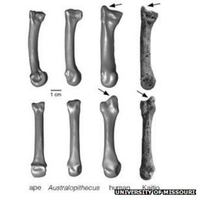 Ancient hand bone dates origins of human dexterity - BBC News