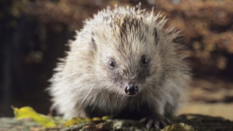 Fox and hedgehog captured eating together on webcam - BBC News