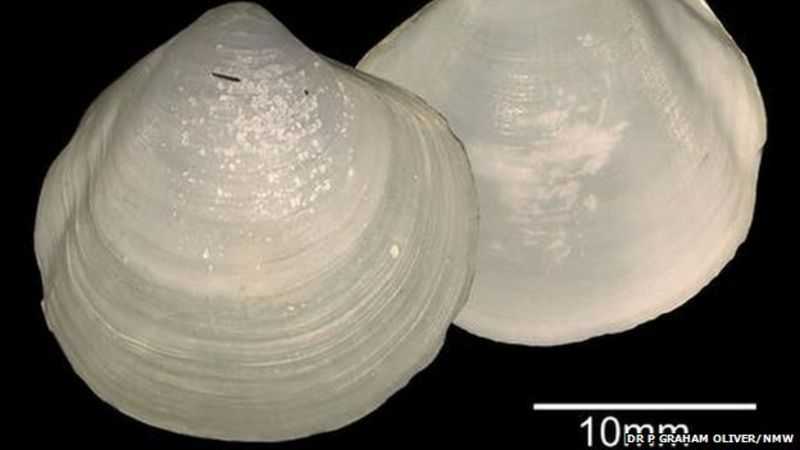 Deep sea creatures found off Rockall 'new to science' - BBC News