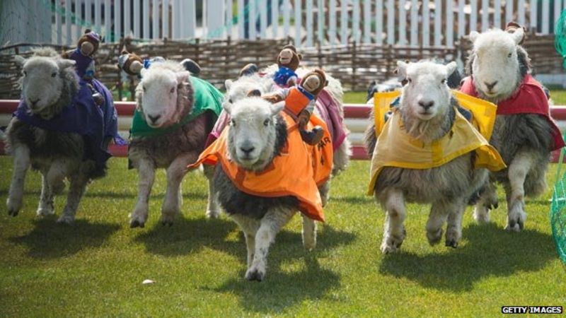 Ewe what? 10 things you may not know about sheep - BBC News