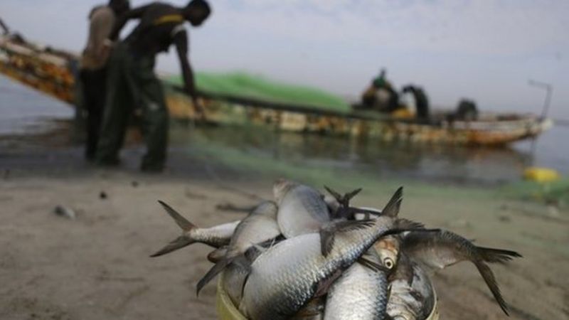 'Fish are vanishing' - Senegal's devastated coastline - BBC News