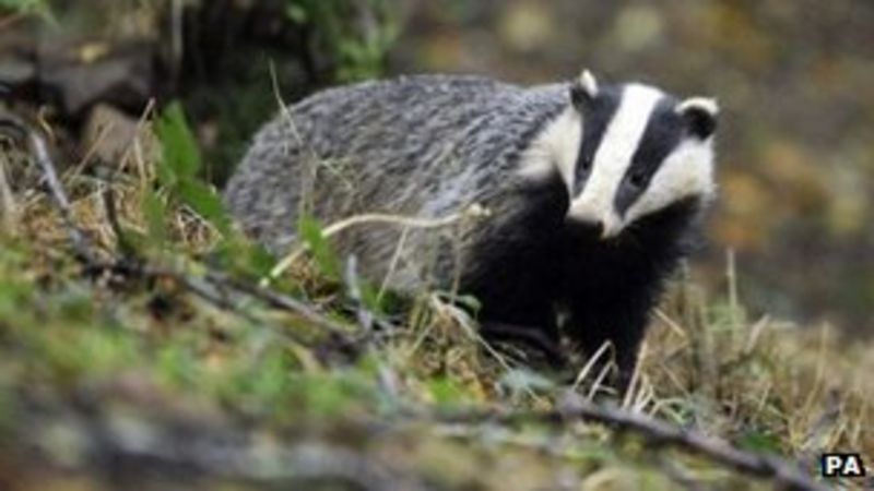 Isle of Wight badger poisonings: 'Buckets' of poison used - BBC News