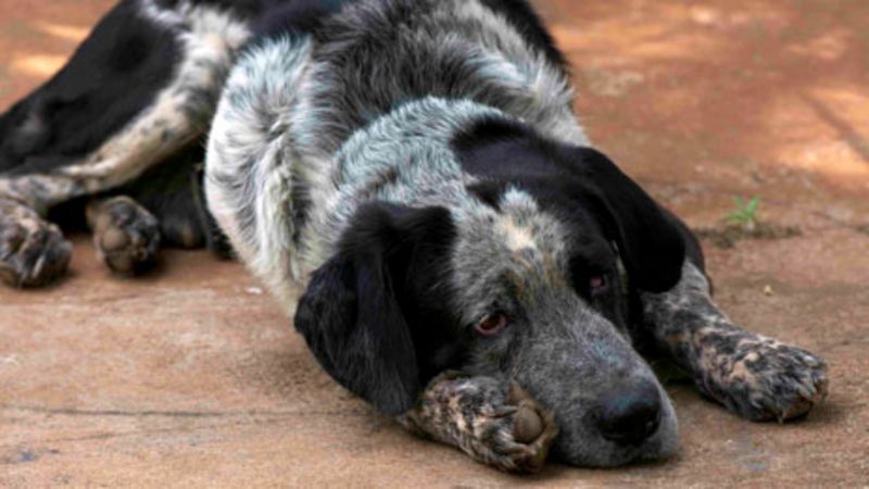 Tracking down a missing dog in Mali's corrupt capital - BBC News