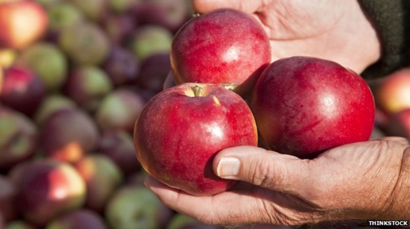 What happened to the McIntosh apple? - BBC News