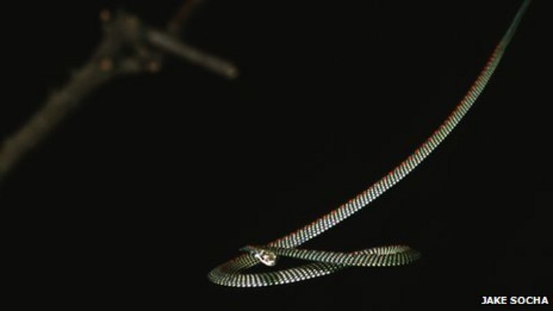 Secrets of flying snakes revealed - BBC News