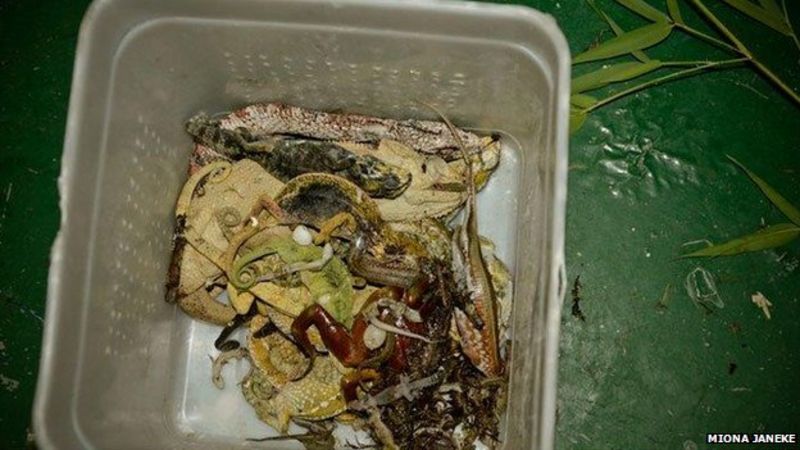 Hundreds of dead animals found at South Africa airport - BBC News