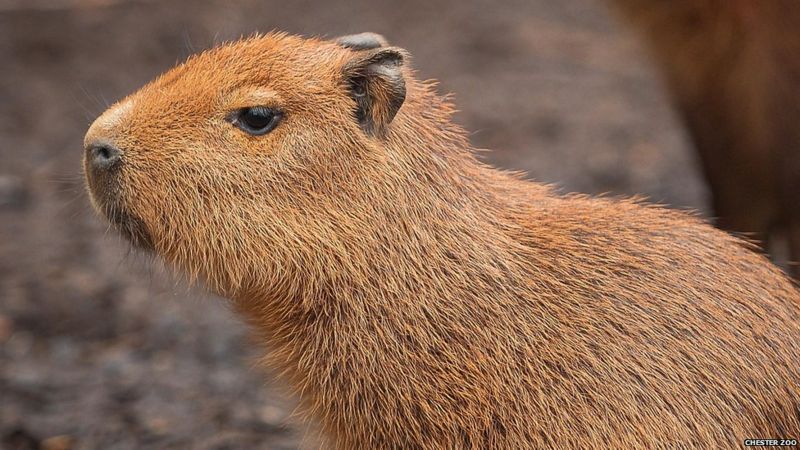 Capybara triplets born at Chester Zoo - BBC Newsround