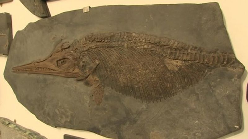 Fossilised crocodile tooth 'largest of its kind in UK' - BBC News