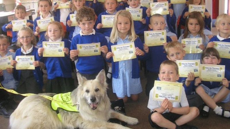 Reading to Amber the dog 'improves' literacy at Ysgol Bryn Coch - BBC News