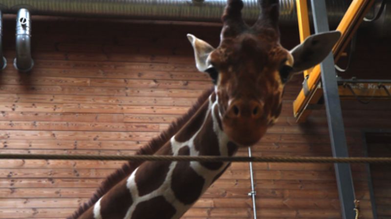 Why did Copenhagen Zoo kill its giraffe? - BBC News