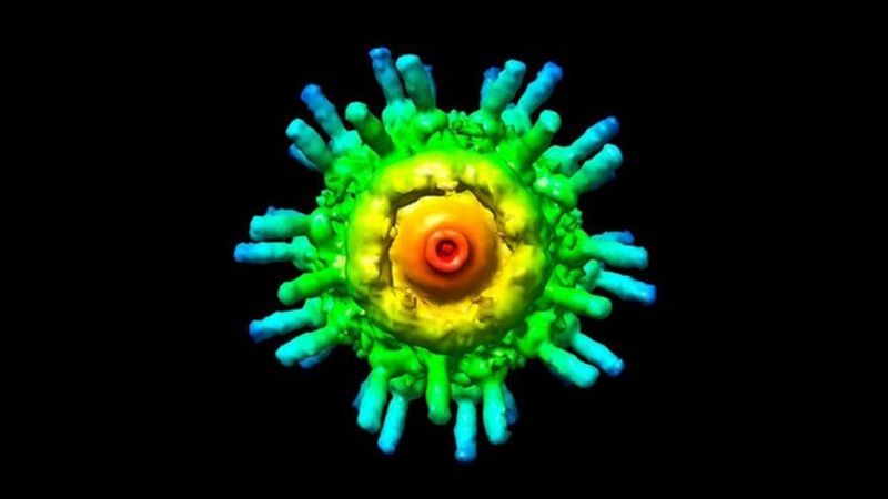 Micro-machines journey inside animal for first time - BBC News