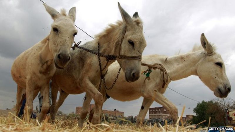 Kenya: Africa's first donkey abattoir feeds Chinese meat demand - BBC News