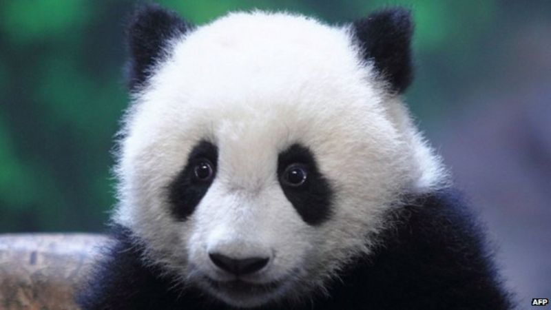 Panda diplomacy - what is it? - BBC Newsround