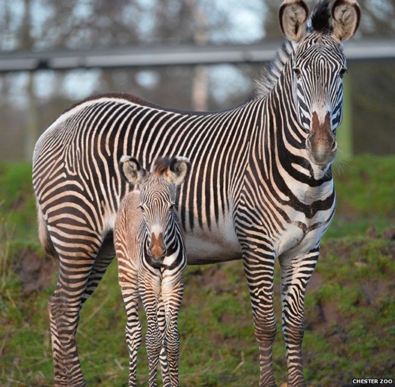 Rare Grevy's zebra born at Chester Zoo - BBC News