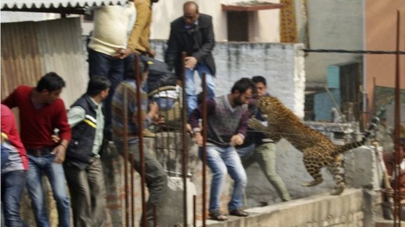 Indian woman kills leopard that attacked her - BBC News