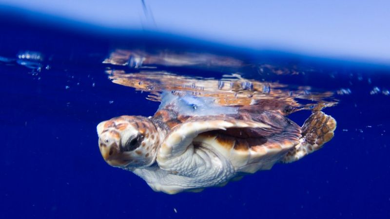 Tiny turtles tracked on swimming frenzy - BBC News