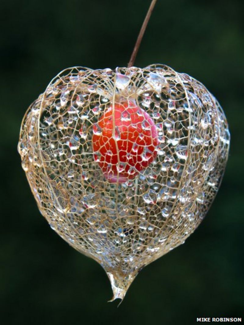 Your pictures: Delicate - BBC News