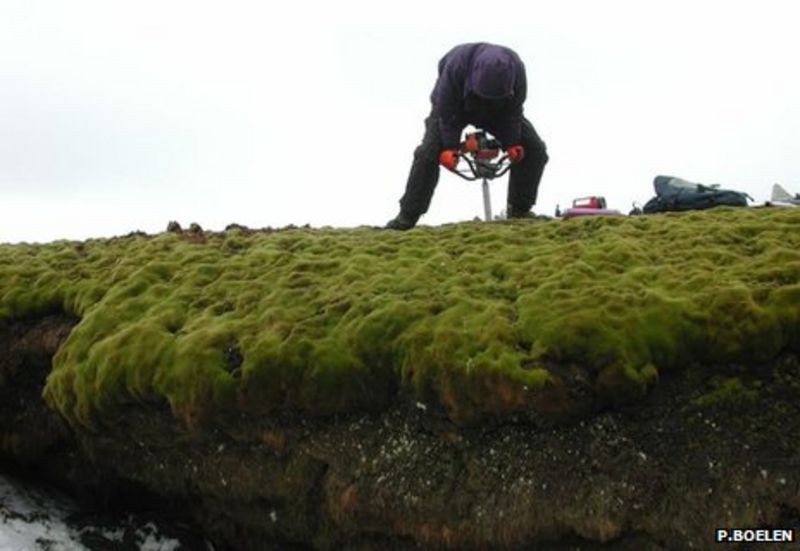 Frozen Antarctic moss brought back to life after 1,500 years - BBC News