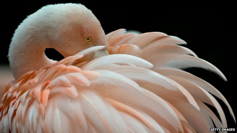Germany: Fifteen flamingos found dead at Frankfurt zoo - BBC News