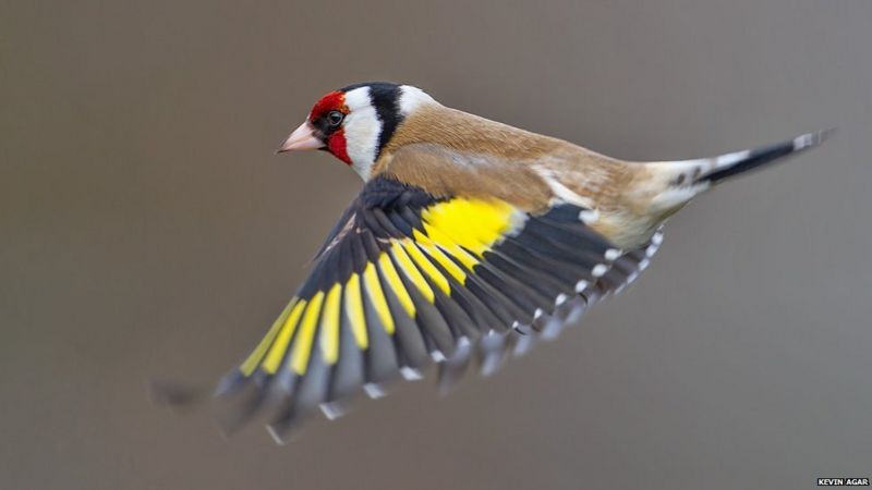 In pictures: Top British garden birds revealed - BBC Newsround