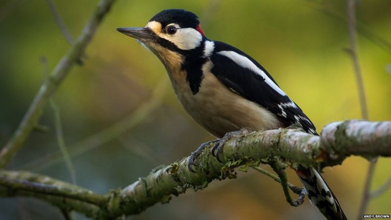 In pictures: Top British garden birds revealed - BBC Newsround