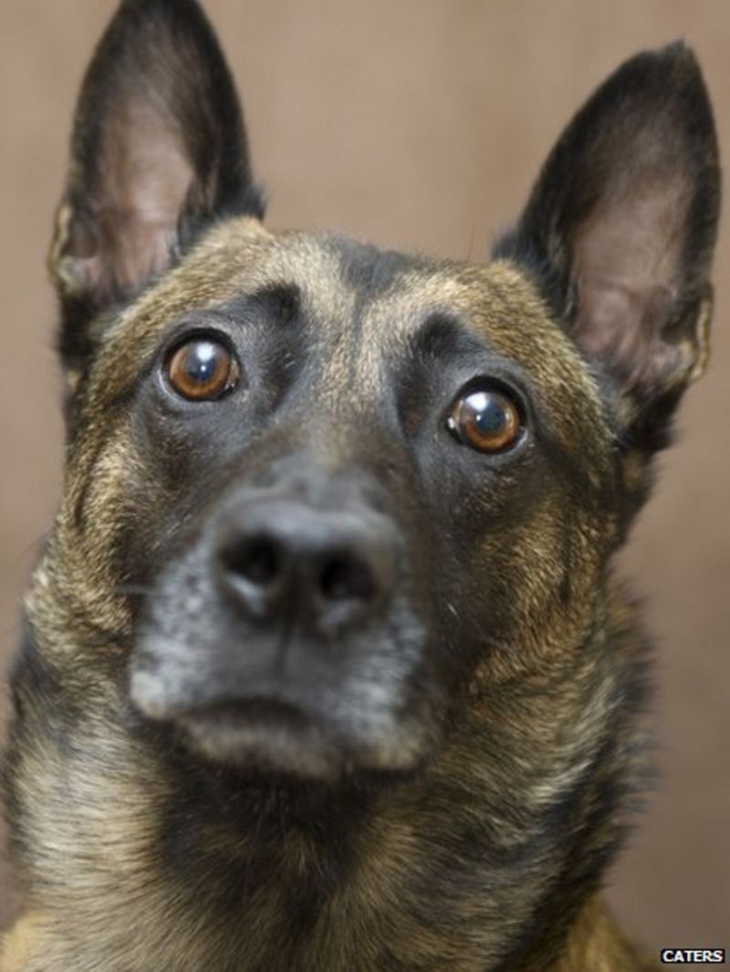 Soldier saves bomb dog threatened with being put down - BBC News