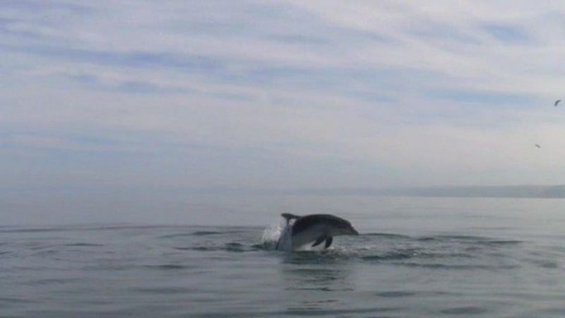 Dolphin attacks on Cardigan Bay porpoises baffle experts - BBC News