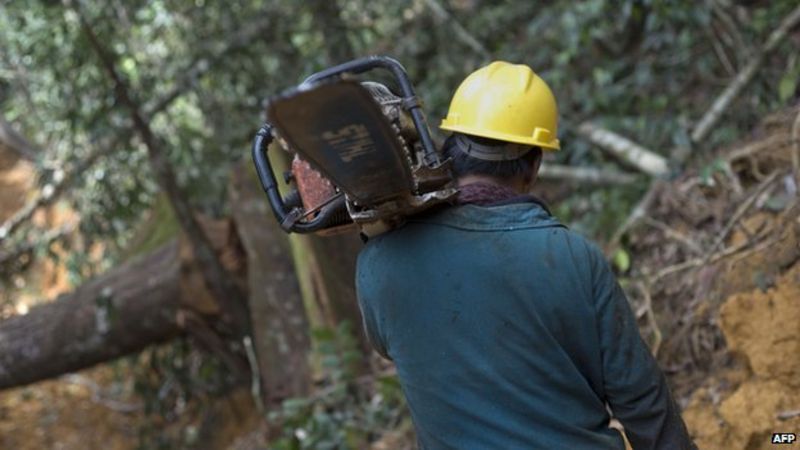 'Little progress' on forest protection plan - BBC News