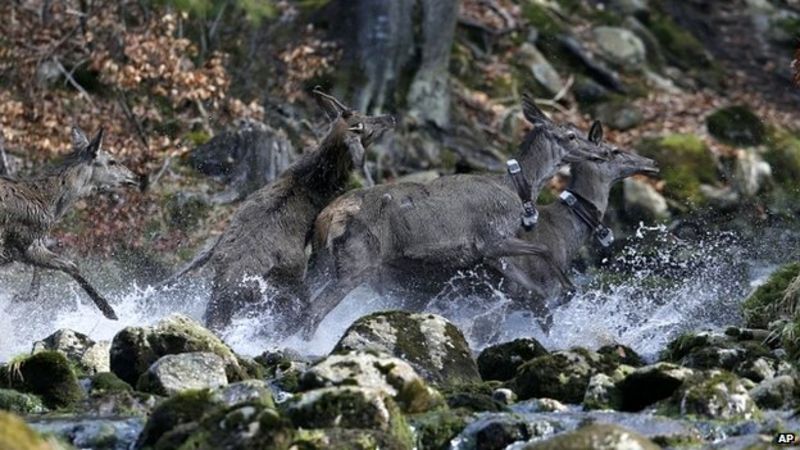 Czech deer still avoid Iron Curtain - BBC News