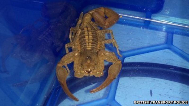 Scorpion discovered on London Underground passenger - BBC News
