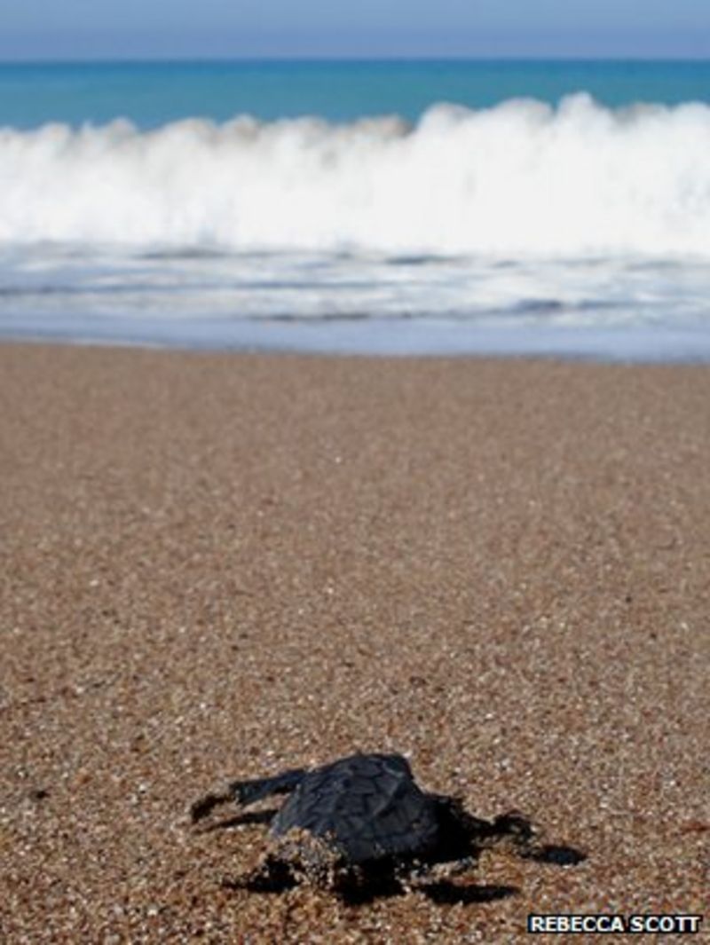 Turtle migration driven by hatchling drift experience - BBC News