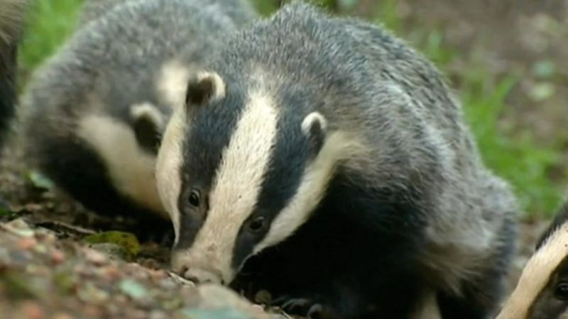 Derbyshire badgers 'hit with spades' in sett attacks - BBC News
