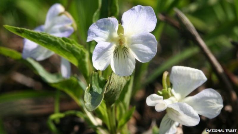Wicken Fen rare violet found at during survey - BBC News
