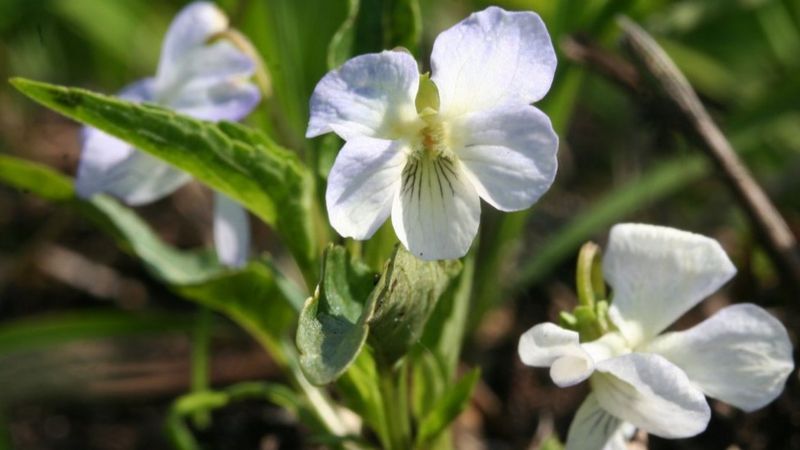 Bid to save Gower's unique yellow whitlowgrass - BBC News