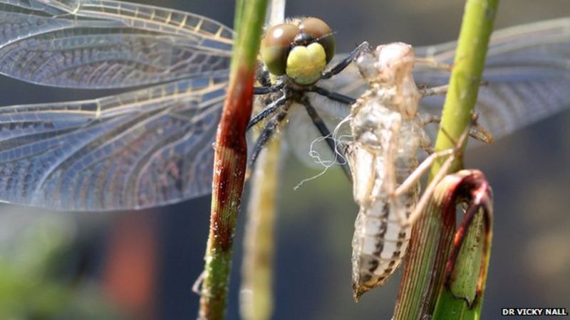 White-faced darter dragonfly reintroduced to Cheshire - BBC News