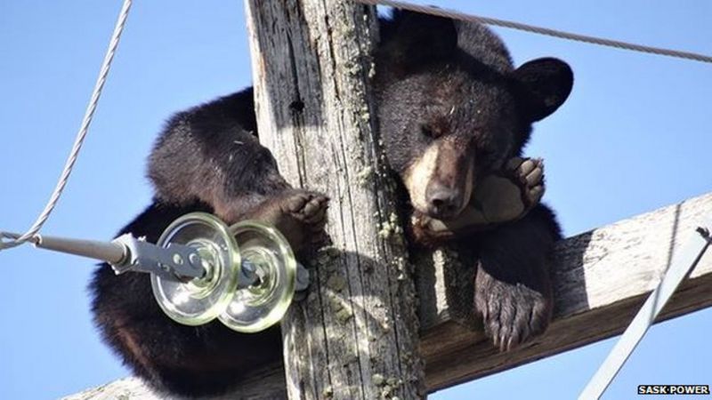 Canada: Bear takes power nap on electricity pole - BBC News