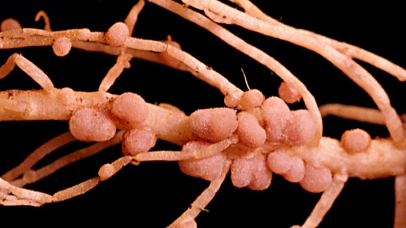 Nitrogen: The bringer of life and death - BBC News