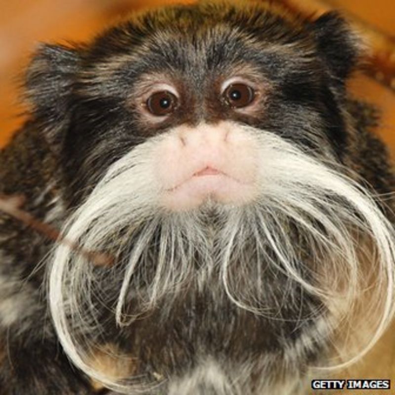 MPs Demand Accurate Data On Primate Pet Numbers BBC News MPs Demand Accurate Data On Primate Pet Numbers BBC News