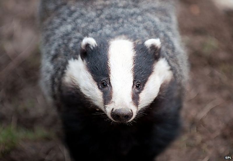 Small-scale badger culls may boost spread of cattle TB - BBC News