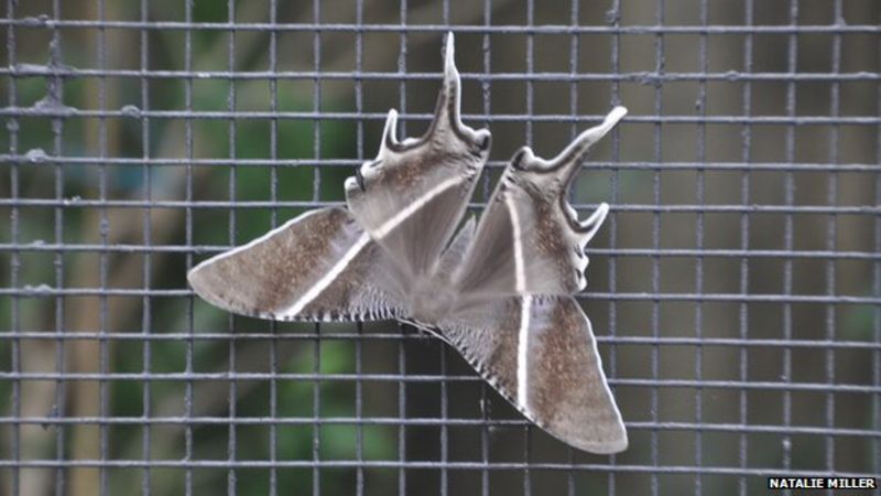 Malaysia swarmed by giant moths - BBC News