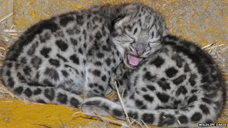 Rare snow leopards born at Lakeland Wildlife Oasis - BBC News