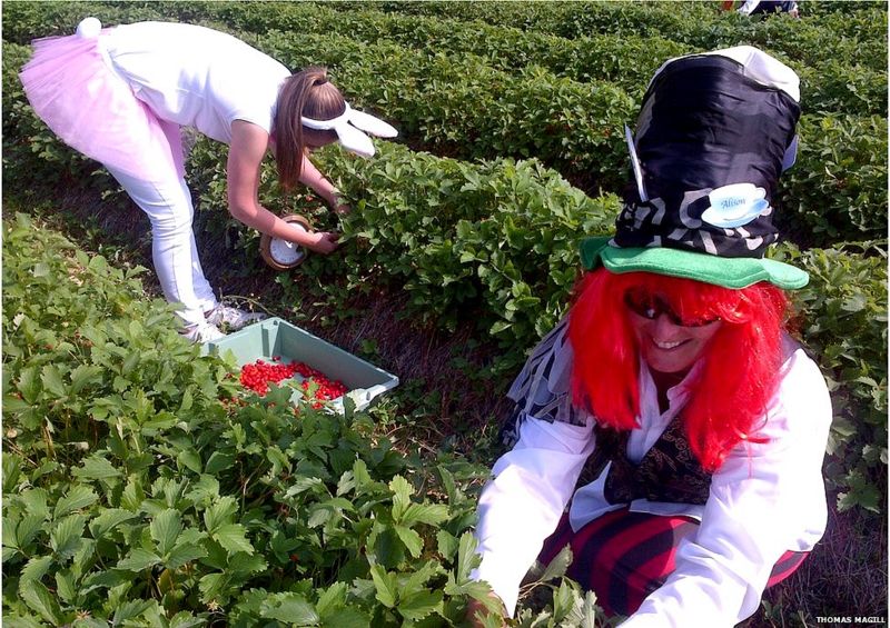 In pictures: The Tiptree Strawberry Race - BBC News
