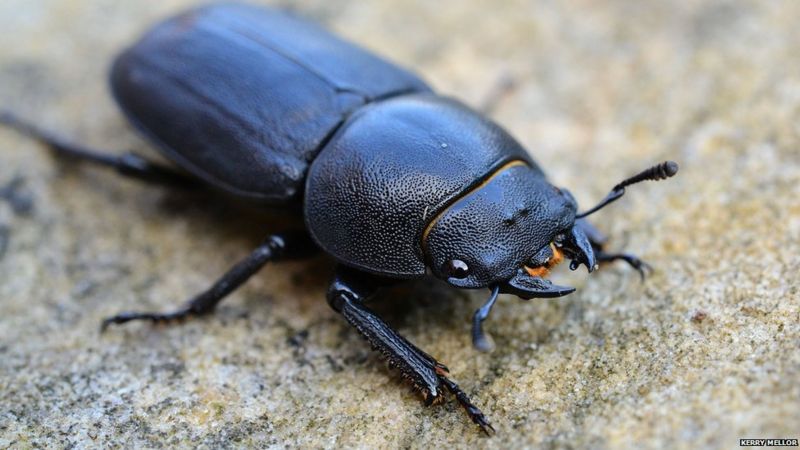National Insect Week celebrates UK's insects - BBC Newsround