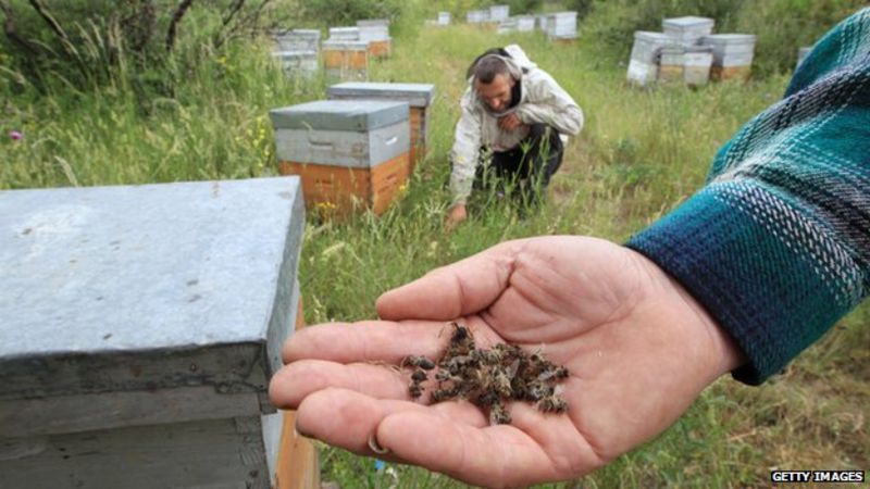 Widespread impacts of neonicotinoids 'impossible to deny' - BBC News