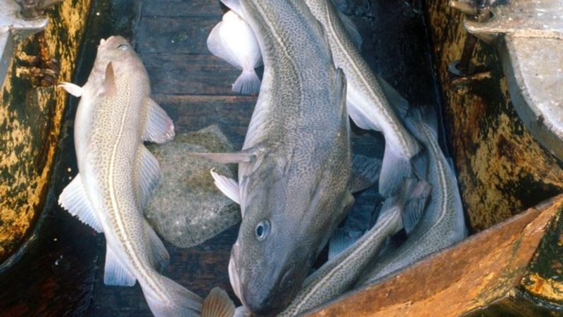 Queenies crowned Isle of Man's national dish - BBC News